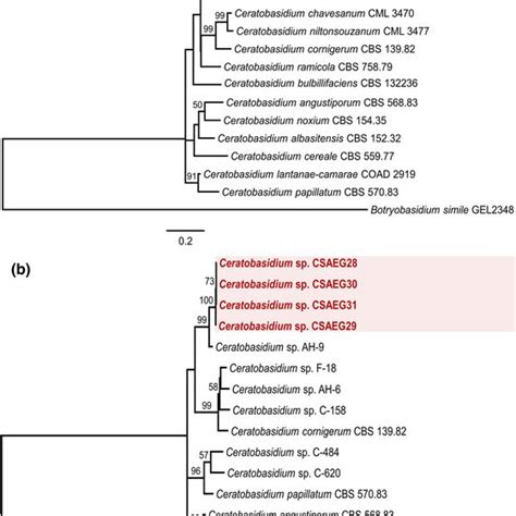 Maximum Likelihood Phylogenetic Trees Inferred From The Alignment Of