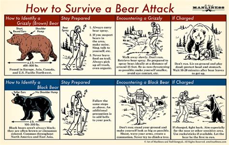 Bears 101 What To Do In A Bear Encounter The Spectator