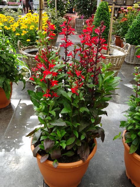 Однолетние лобелии. Выращивание, посадка и уход. Фото — Ботаничка