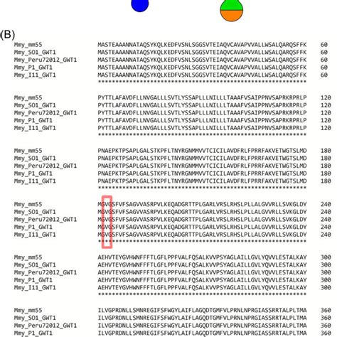 A Minimum Spanning Tree Mst Showing The Genetic Diversity Of The Download Scientific