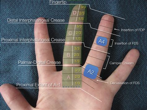 Distal And Proximal Crease In Hand