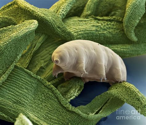 Water Bear By Eye Of Science And Science Source Tardigrade