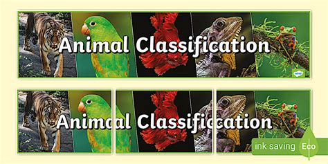 Animal Classification Photo Display Banner Teacher Made