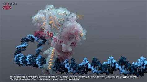 Hypoxia Inducible Factor 1apha Hif 1a In A Complex With Arnt On Dna Hypoxia Nobel Prize In