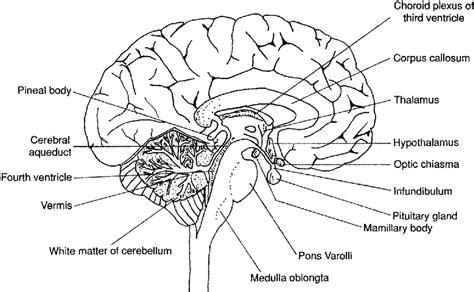Best Images Of Human Brain Diagram Worksheet Human Brain Anatomy Coloring Page Brain