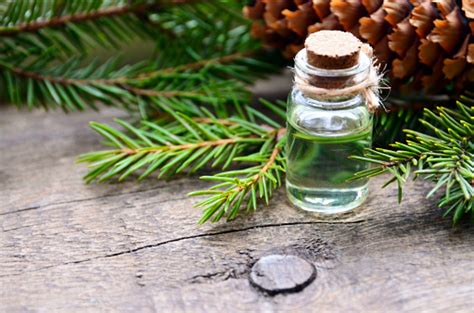 오래 된 나무 테이블에 콘과 함께 유리 병와 녹색 침 엽 수 나무 가지에 전나무 에센셜 오일 스프루 스 아로마 오일 스파 아로마 테라피와 푸터 바 브 가문비나무에 대한 스톡