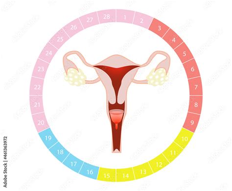 Instruction How To Use Menstrual Cup During Period Female Reproductive System And Cycle
