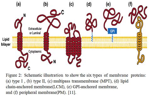Multilabel Classification Of Membrane Protein In Human By Decision Tree Dt Approach