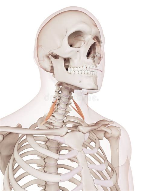 The Scalene Middle Stock Illustration Illustration Of Healthy 56287398