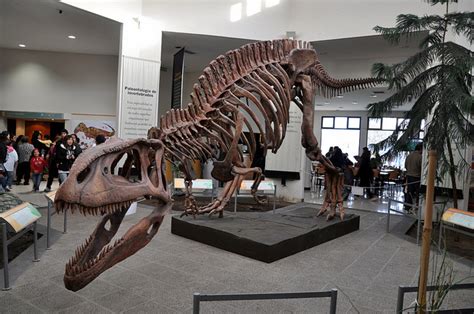 Il Tirannosauro è Sempre Il Re Dei Dinosauri Regno Natura