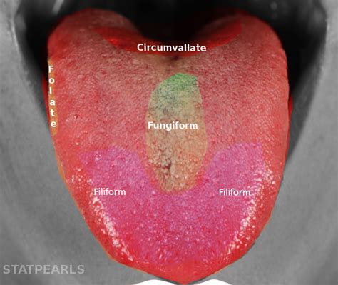 Taste Buds On Tongue Papillae Spacotin
