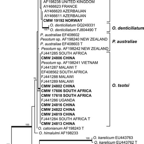 phylogram resulting from a maximum likelihood ml analysis of the