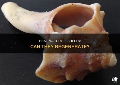 Healing Turtle Shells Can They Regenerate Petshun