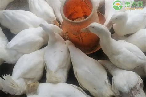 养肉鸭什么品种好 惠农网