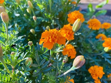Tagetes Patula Erecta Mediterranean Garden Blog