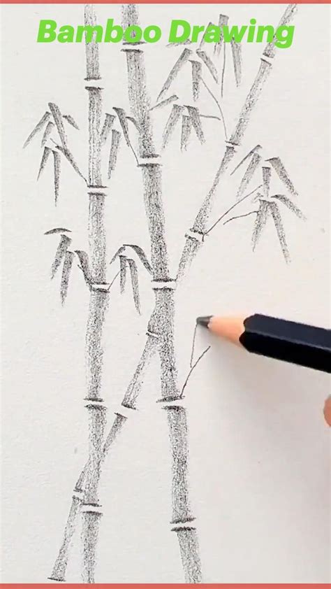 Bamboo Drawing Bamboo Art Painting Nature Art Drawings Pencil Drawings