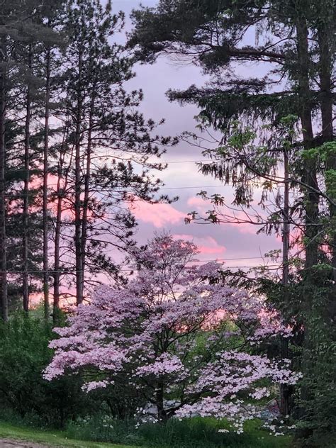 Native Tree Sapling And Plant Sale Cook Forest Sawmill Center For The Arts Cooksburg 1 June