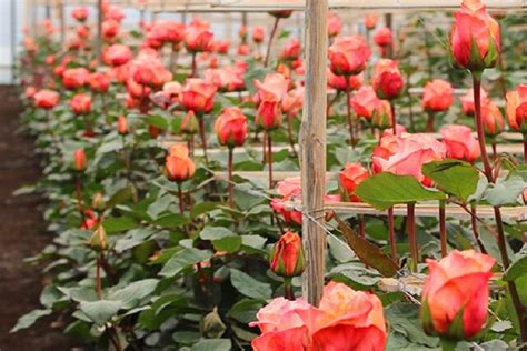 احداث گلخانه‌های کوچک مقیاس گام مهمی برای تولید گل و گیاه در خراسان