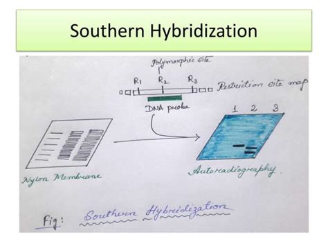 Gene Mapping Methods Pptx
