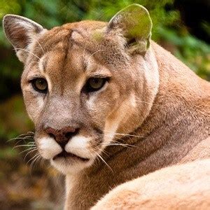 Cougar Facts Top Facts About Cougars Facts Net