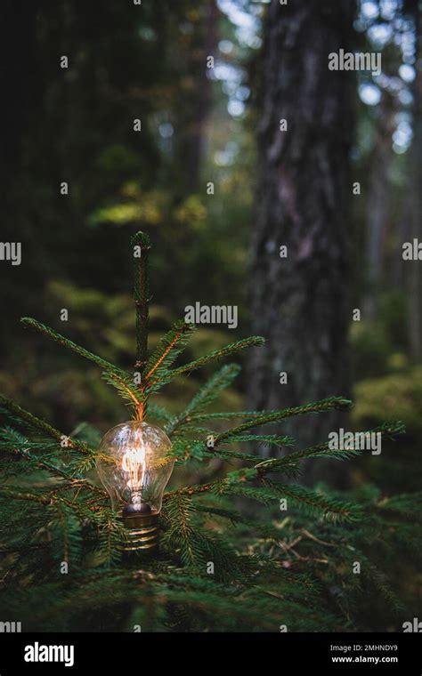 Lightbulb Tree Hi Res Stock Photography And Images Alamy