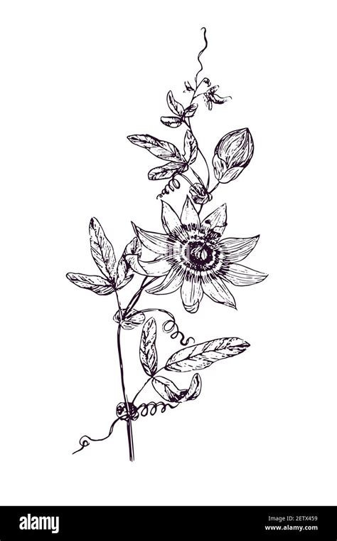 Passion Flower Drawing