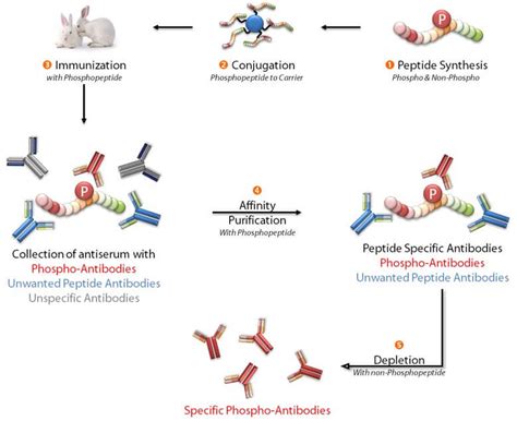 Phosphospecific Antibodies