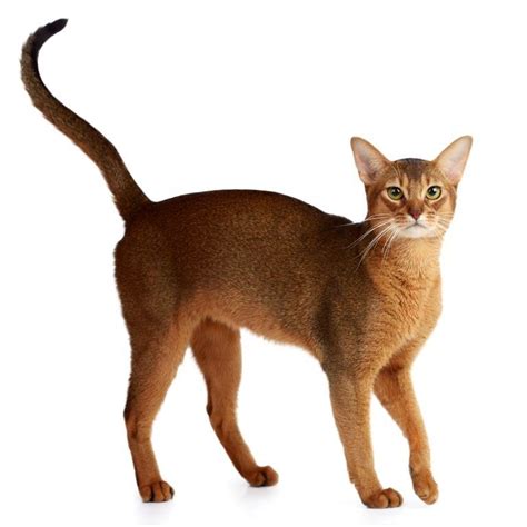 Beautiful Abyssinian Cat Abyssinian Cats Cat Breeds Abyssinian