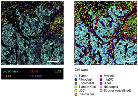 Fighting Exhaustion Even Cells Need Help Sometimes Standard BioTools