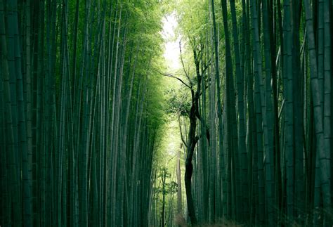 Japanese Forest Wallpapers 4k Hd Backgrounds On Wallpaperbat
