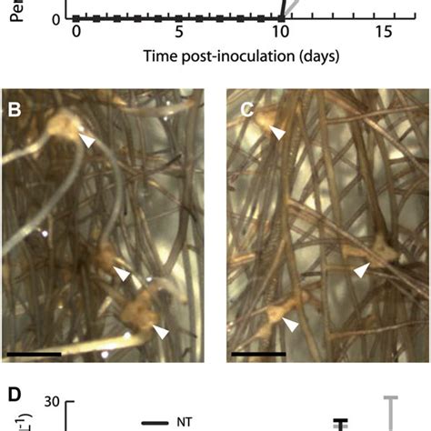 1 Noa Treatment Perturbs The Nodulation Process By Specifically Download Scientific Diagram