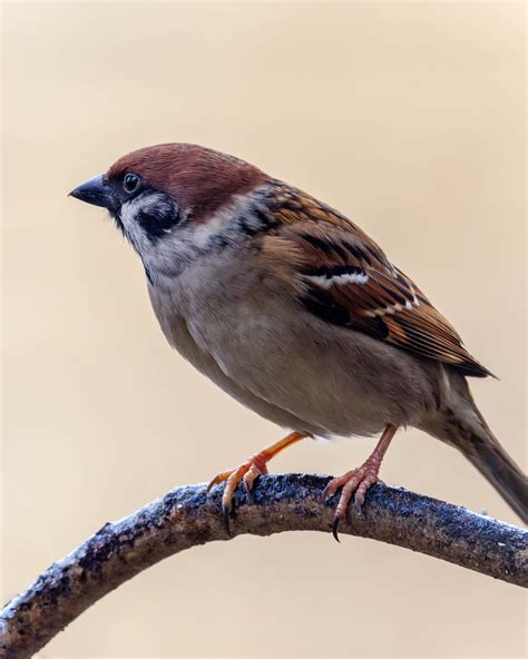Tree Sparrow Birdforum