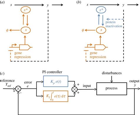 A A Biochemical Pathway Regulated By A Biomolecular Integral Download Scientific Diagram