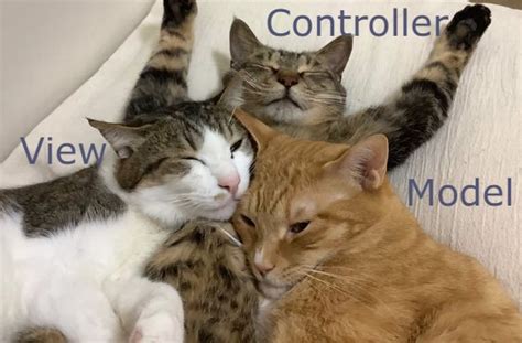 Project Mongodb 설정하기