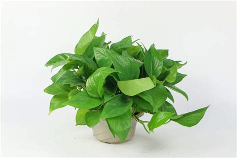 绿萝叶子发黑怎么办 花百科