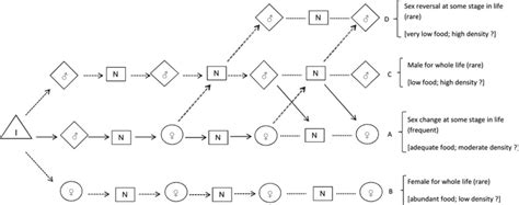 Hypothetical Pathways Of Sexual Identity In Protandric Individual Download Scientific Diagram