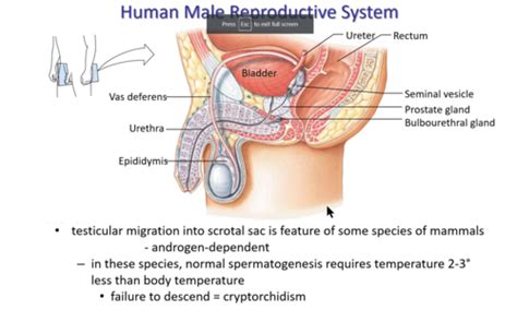 Biol 373 Unit 8 2 Reproductive Function In The Adult Human Male Flashcards Quizlet