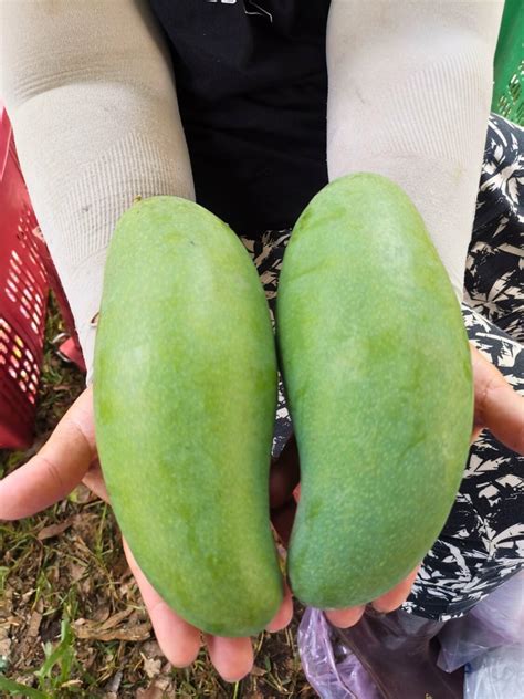 ขนาด5กก มะม่วงมันขุนศรี สวนรุ่งตะวัน จังหวัดพะเยา สวนรุ่งตะวัน จังหวัดพะเยา