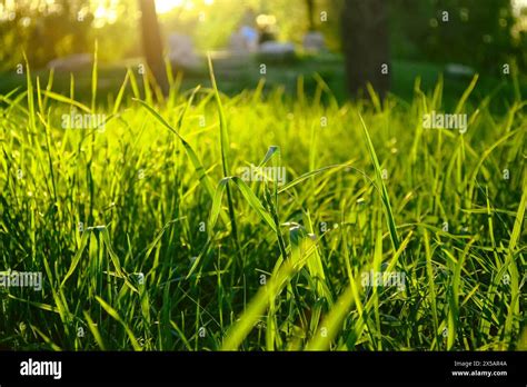 Blades Of Grass In The Middle Of Bright Green Grass Close Up In Bokeh Under The Rays Of The