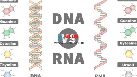 Perbedaan Dna Dan Rna
