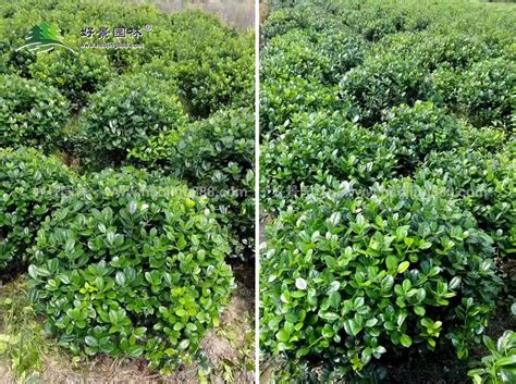 无刺枸骨球的病害防治方法有哪些 江苏沭阳好景园林绿化苗木场
