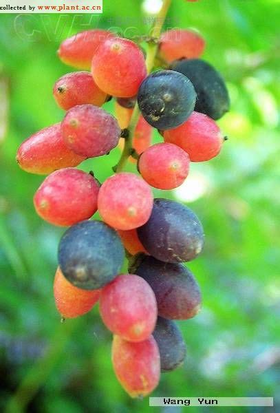 勾儿茶Berchemia sinica Schneid 植物图片库 植物通