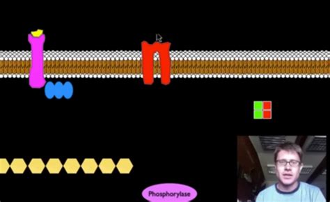 Signal Transduction Flashcards Quizlet