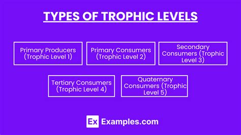 Trophic Level Examples What Is A Trophic Level Check Definition