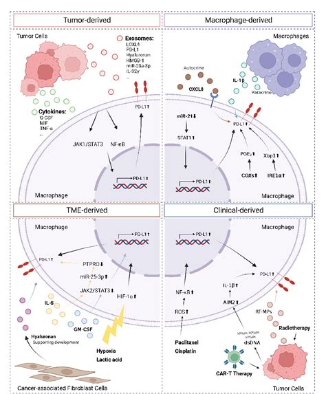 Figure 2 From Targeting Immune Checkpoints On Tumor Associated Macrophages In Tumor