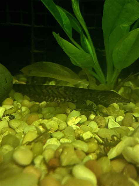 Identify Freshwater Eel Rfreshwateraquarium