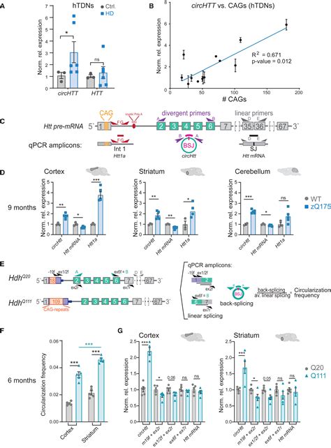 Circhtt 2 3 4 5 6 — Co Evolving With The Htt Cag Repeat Tract — Modulates Huntingtons Disease