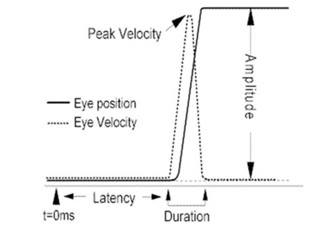 3 Saccadic Eye Movements Flashcards Quizlet