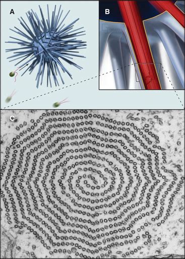 Cellular Motility Basicmedical Key