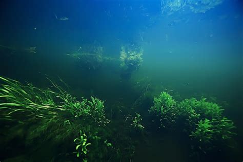 Premium Photo Algae In The Ocean Underwater Photo Landscape